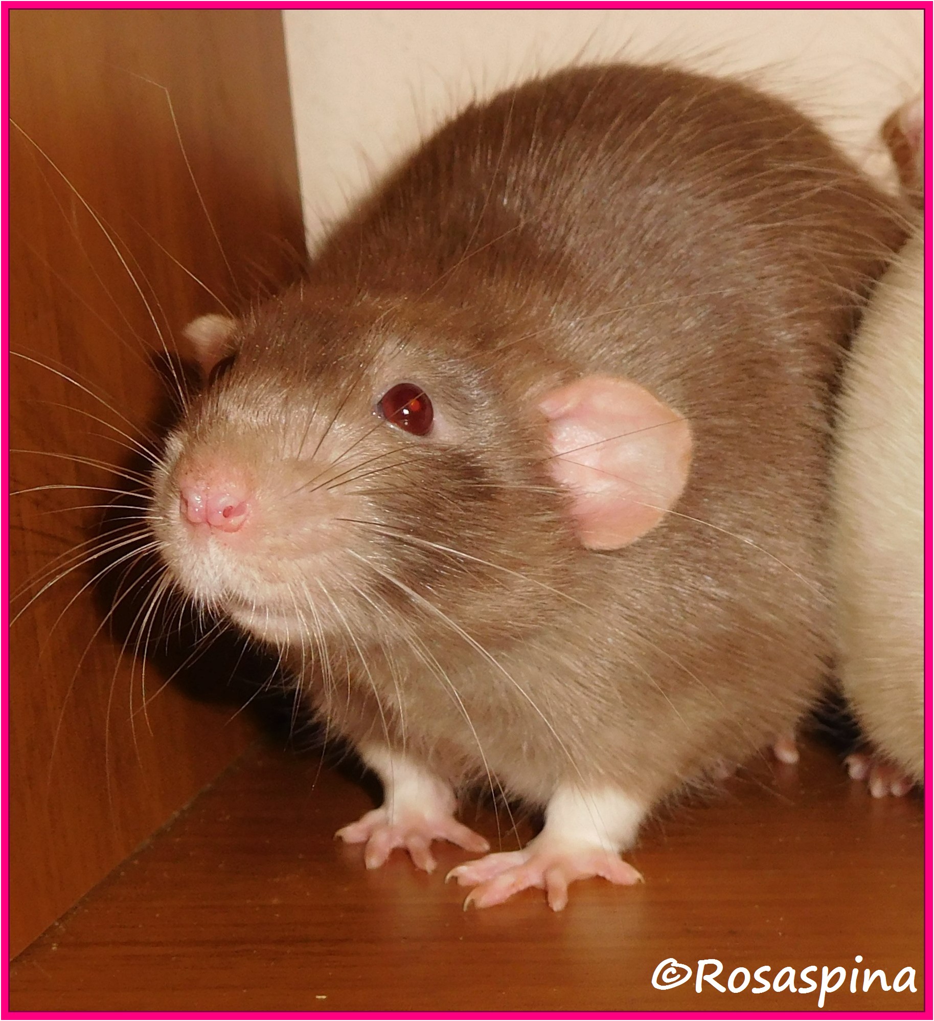 American Mink - US Mink - Lilac - Varietà del Ratto - Rat Varieties