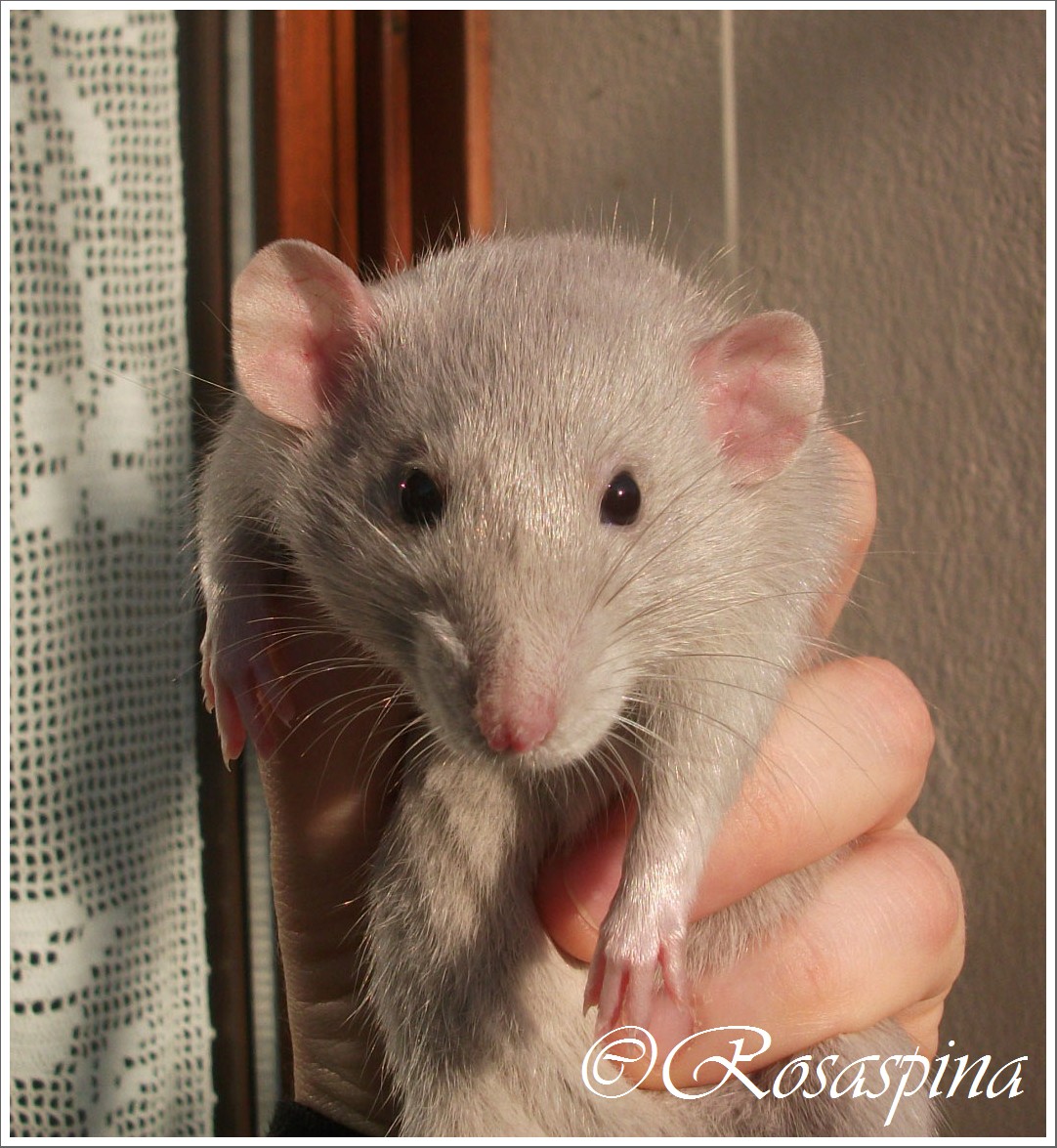 Russian Dove Red Eye - Varietà del Ratto - Rat Varieties