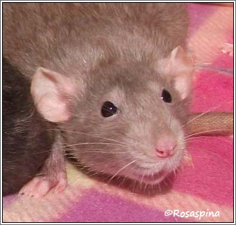 Aussie Mink - Australian Mink - Varietà del Ratto - Rat Varieties
