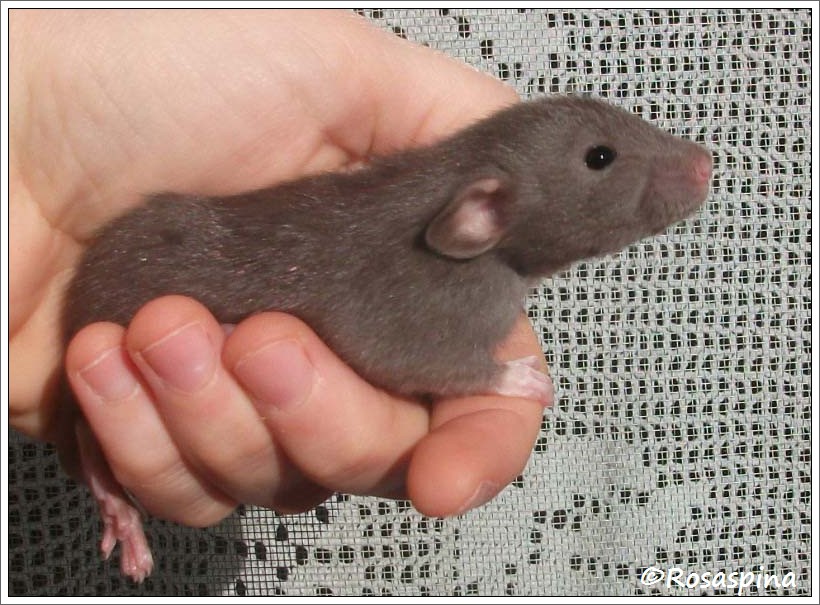 Mink - Classic Mink - English Mink o UK Mink - Varietà del Ratto - Rat ...