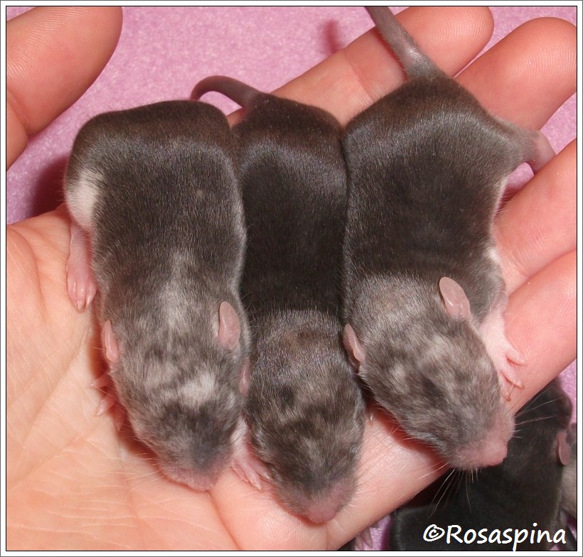 Marten - Red Eyed Devil (RED) - Varietà del Ratto - Rat Varieties