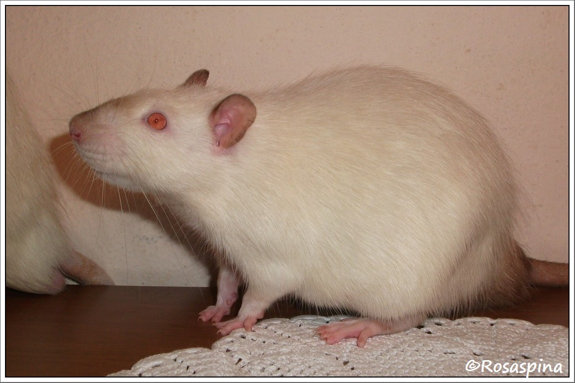 Himalayan - Varietà del Ratto - Rat Varieties
