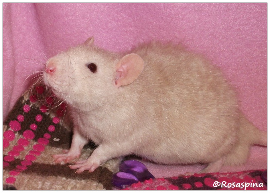 Buff o Beige - Varietà del Ratto - Rat Varieties