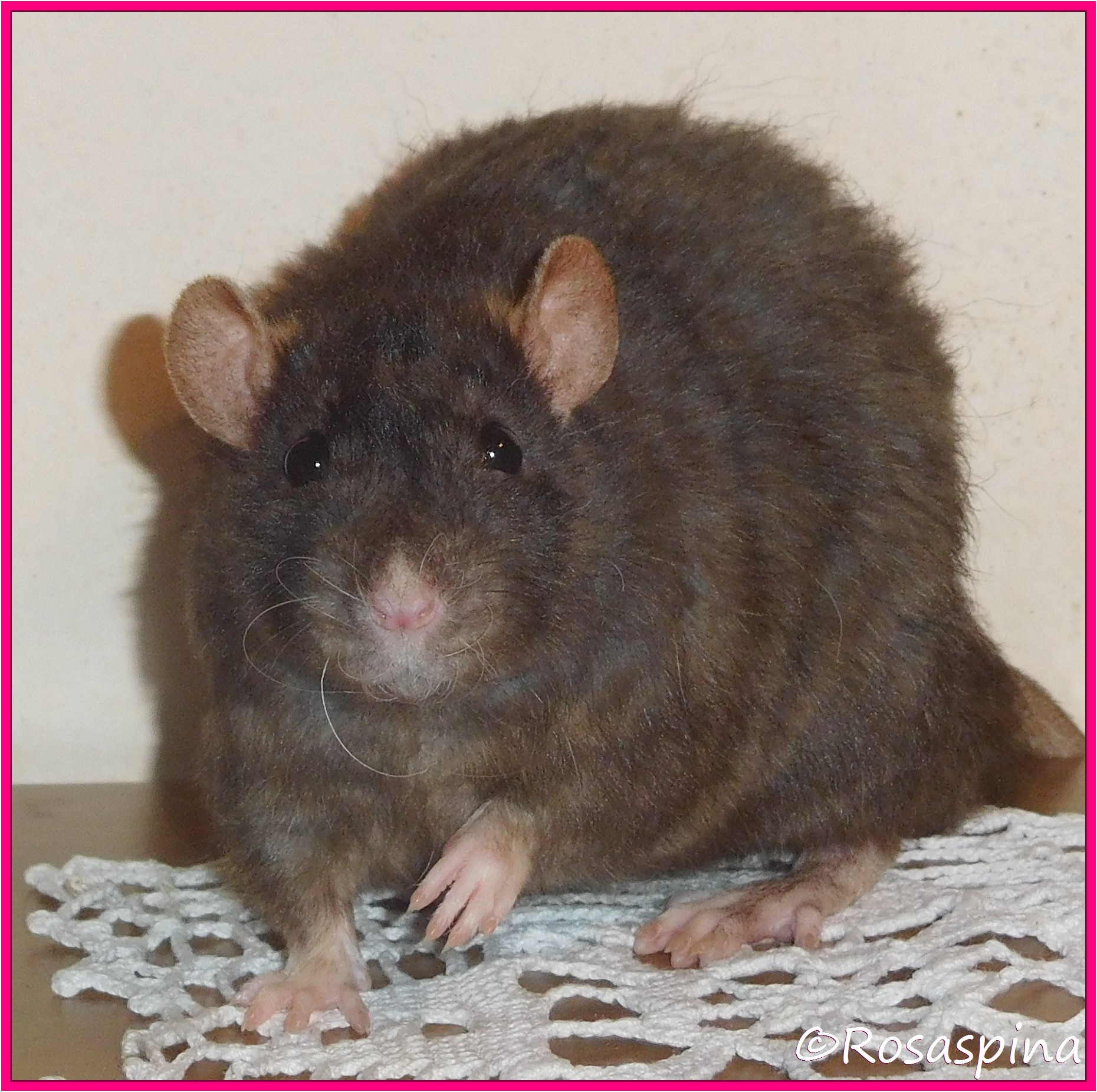 PELO - Varietà del Ratto - Rat Varieties