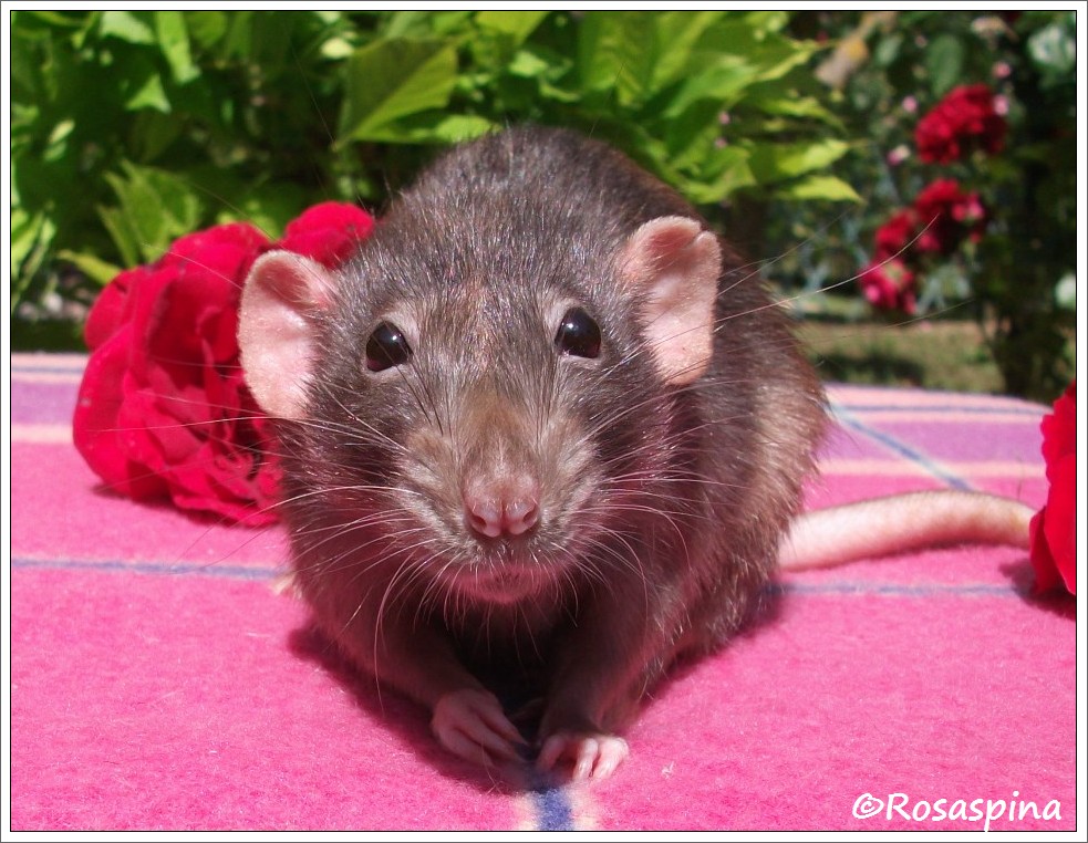 Mink - Classic Mink - English Mink o UK Mink - Varietà del Ratto - Rat ...
