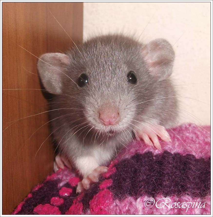 Russian Blue - Varietà del Ratto - Rat Varieties