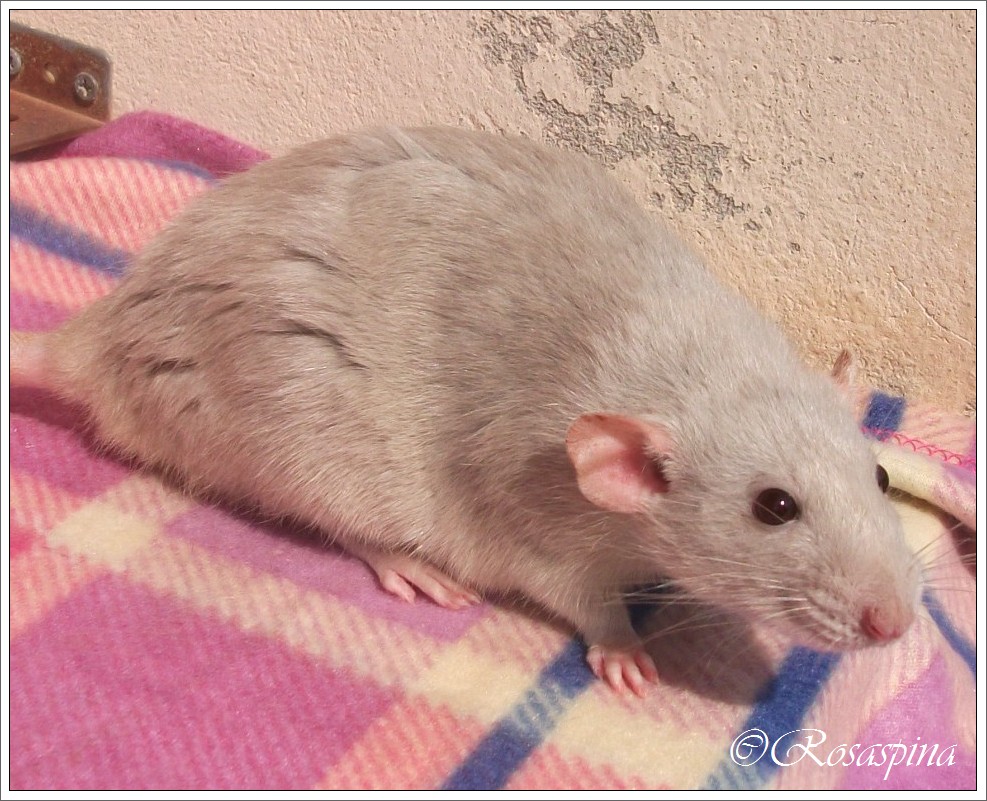 Russian Dove Red Eye - Varietà del Ratto - Rat Varieties