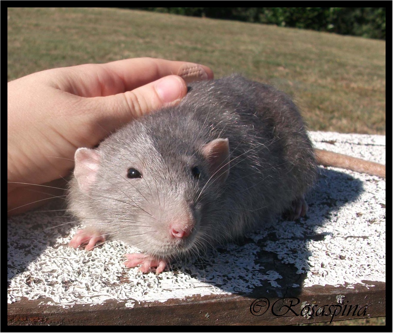 Russian Blue - Varietà del Ratto - Rat Varieties