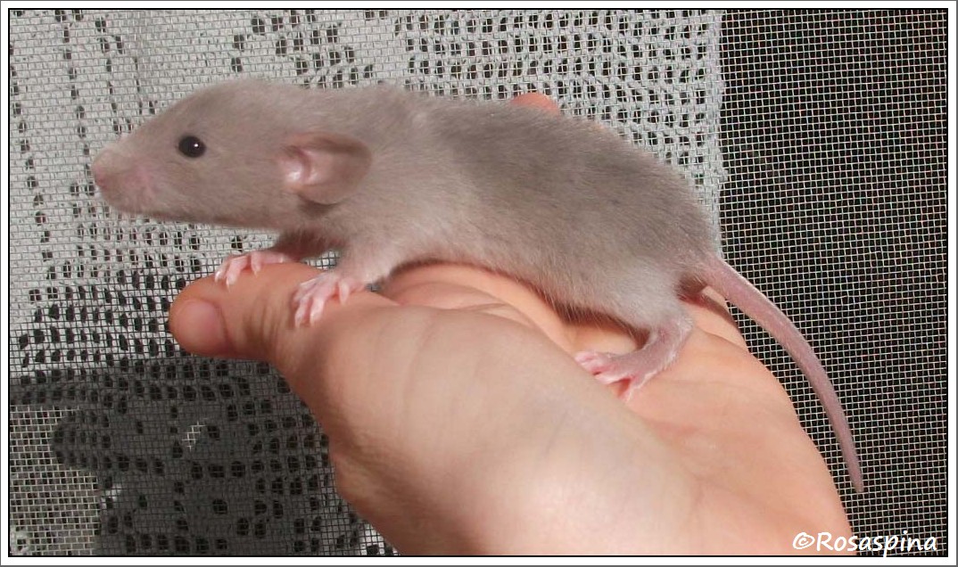 Russian Dove - Dove - Varietà del Ratto - Rat Varieties