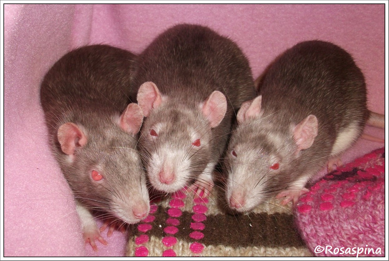 Marten - Red Eyed Devil (RED) - Varietà del Ratto - Rat Varieties