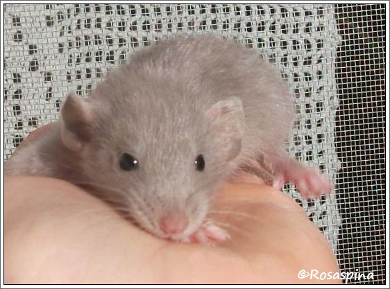 Russian Dove - Dove - Varietà del Ratto - Rat Varieties