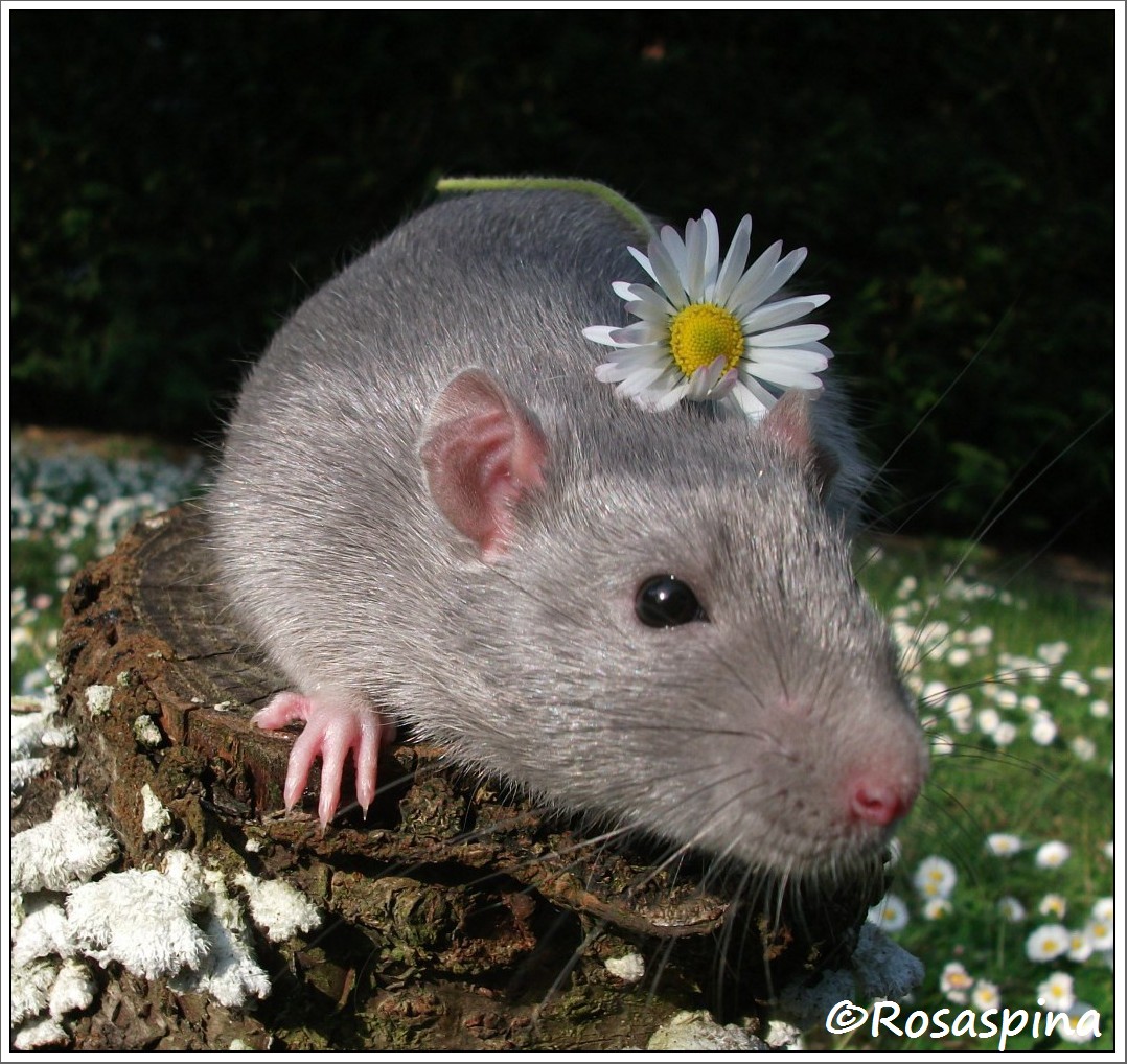 Russian Blue - Varietà del Ratto - Rat Varieties