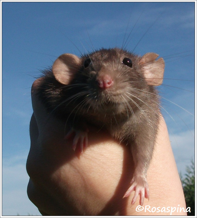 Mink - Classic Mink - English Mink o UK Mink - Varietà del Ratto - Rat ...