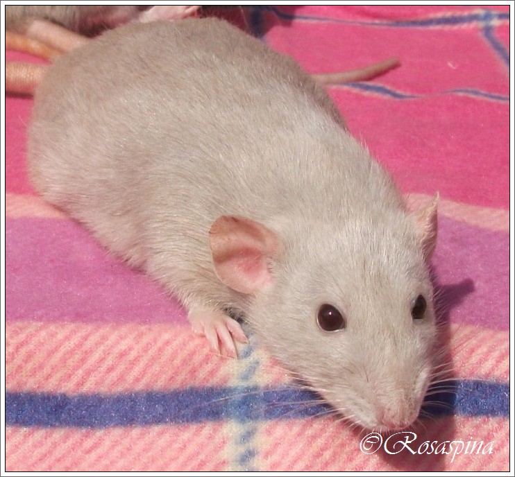 Russian Dove Red Eye - Varietà del Ratto - Rat Varieties