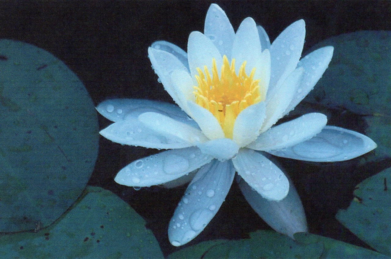 Home - Gail Post, Ph.D.