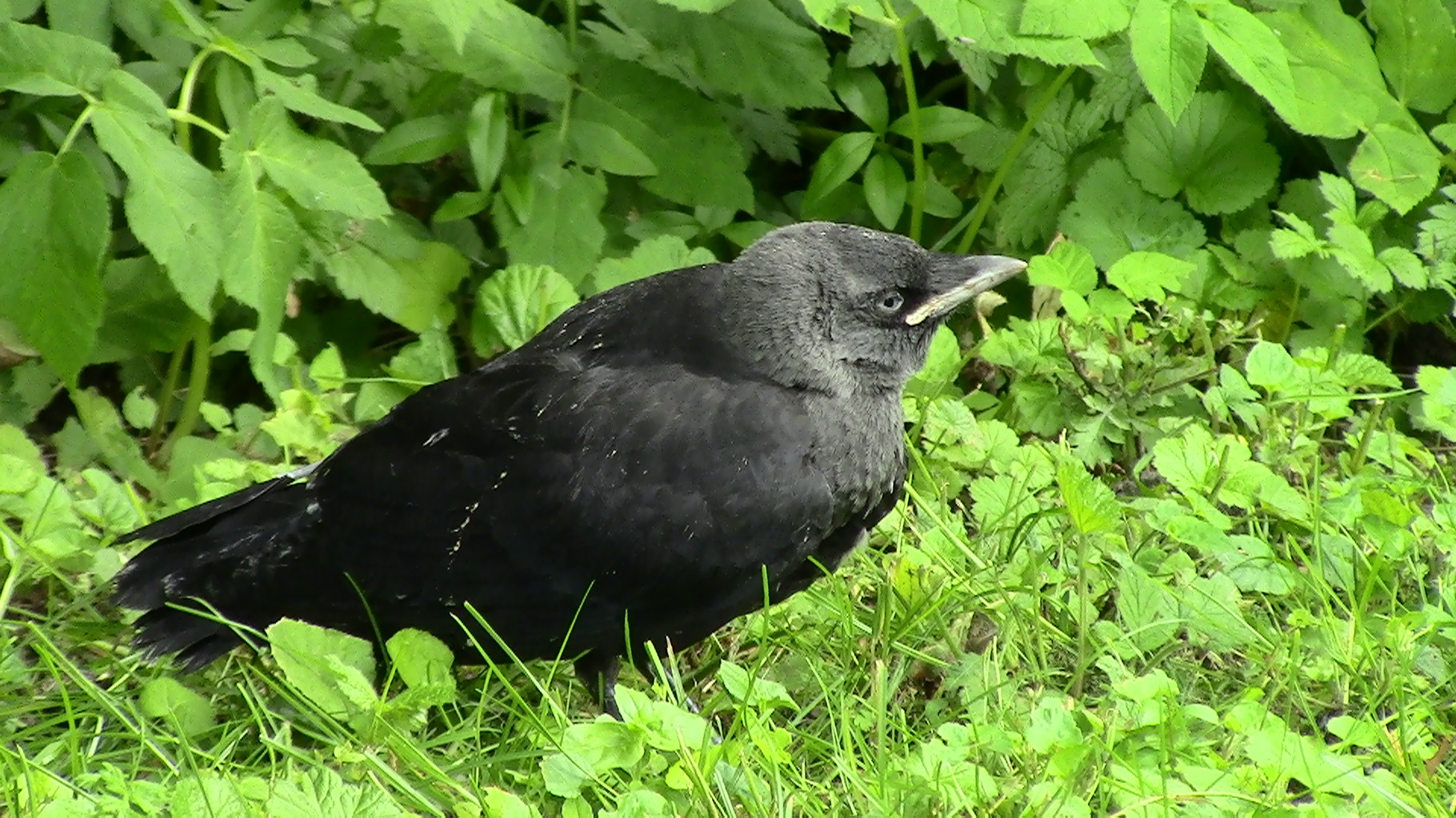 Alliker, kragefugle - fugle