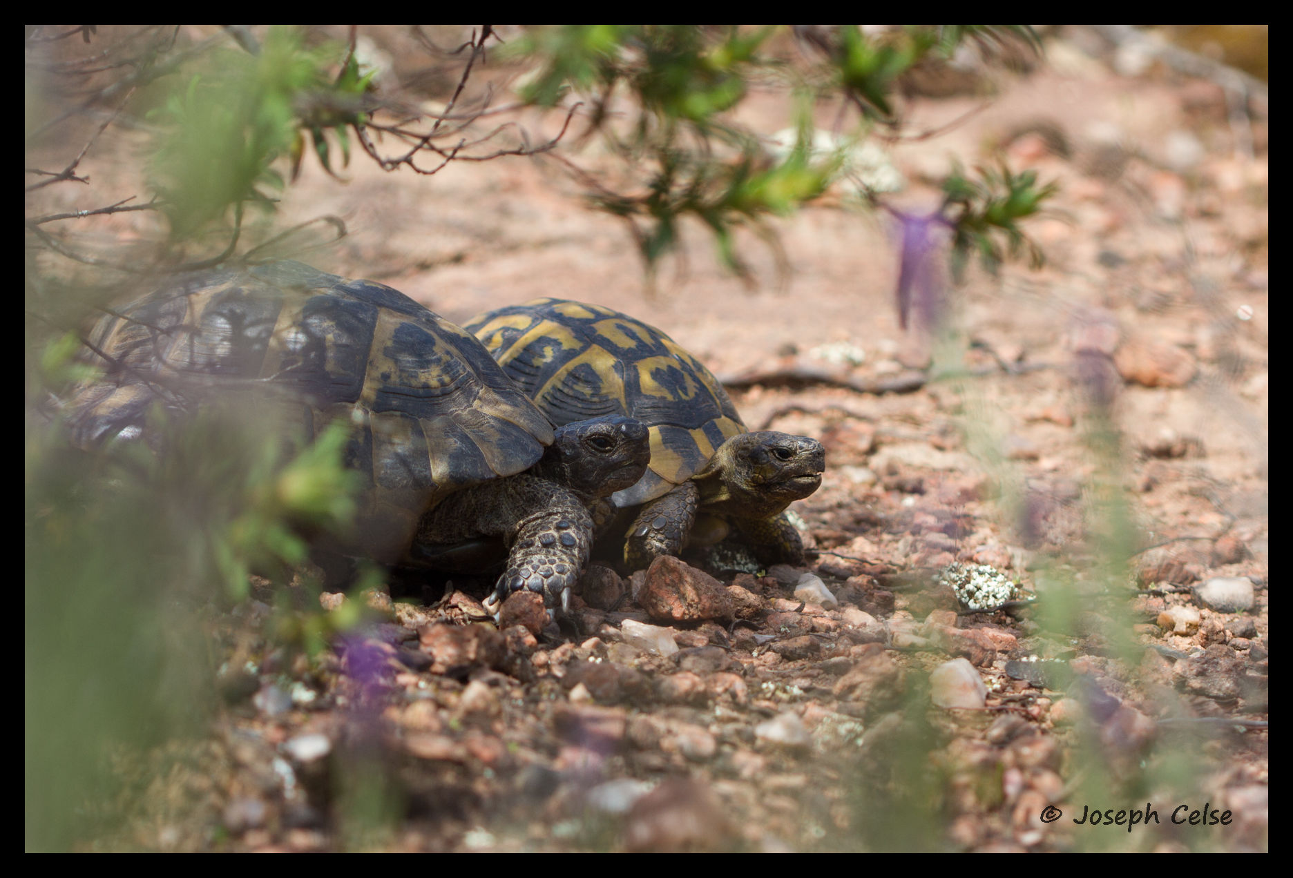 Tortue d'Hermann (Testudo hermanni hermanni) - Joseph Celse Photographies