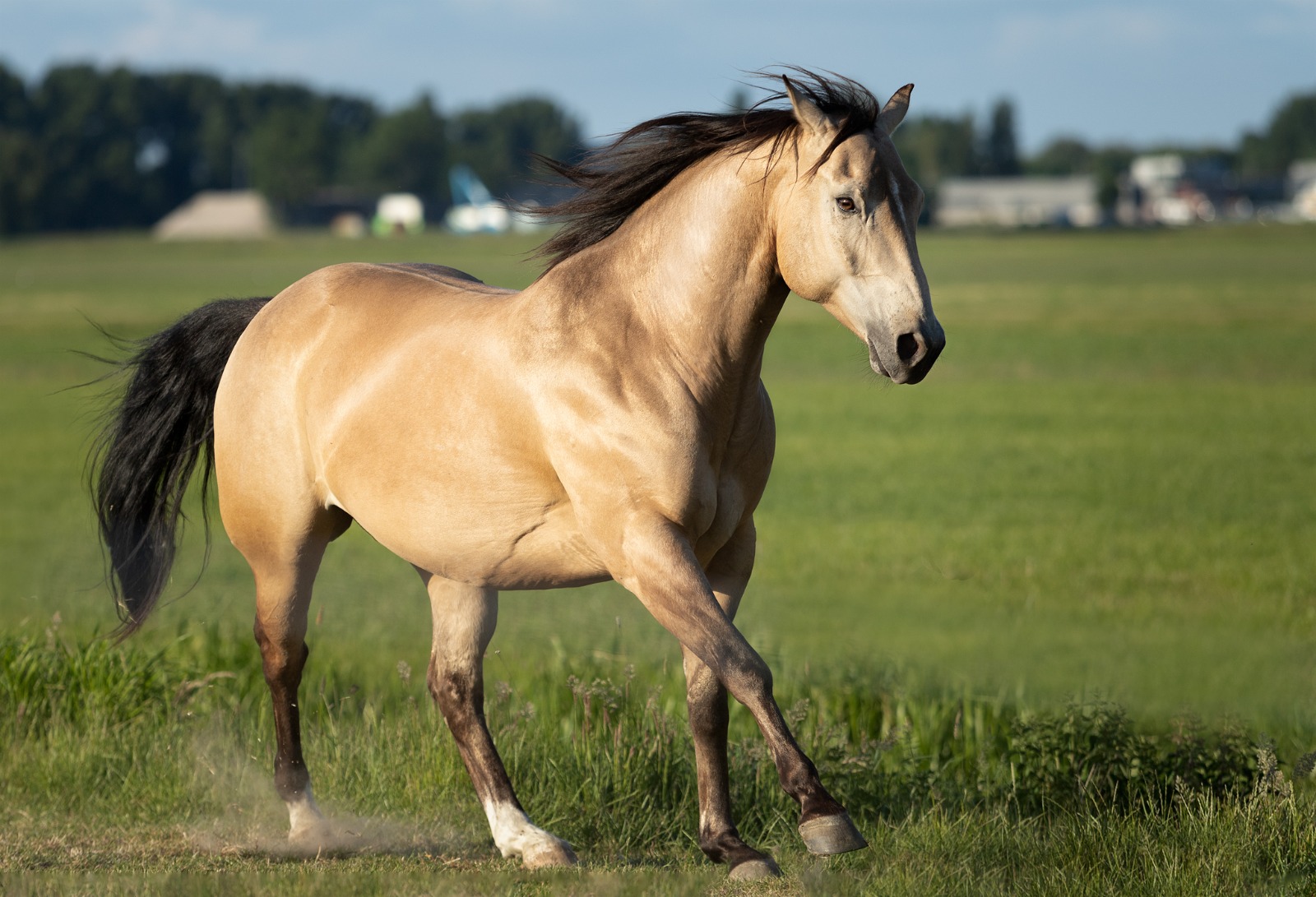 Welkom op Lone Star Western Stable! - De website van lonestar ...