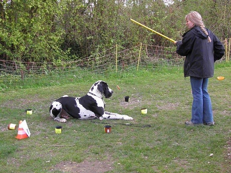 Über mich - HuSchuMaFu Hundeschule Maren Fuchs!