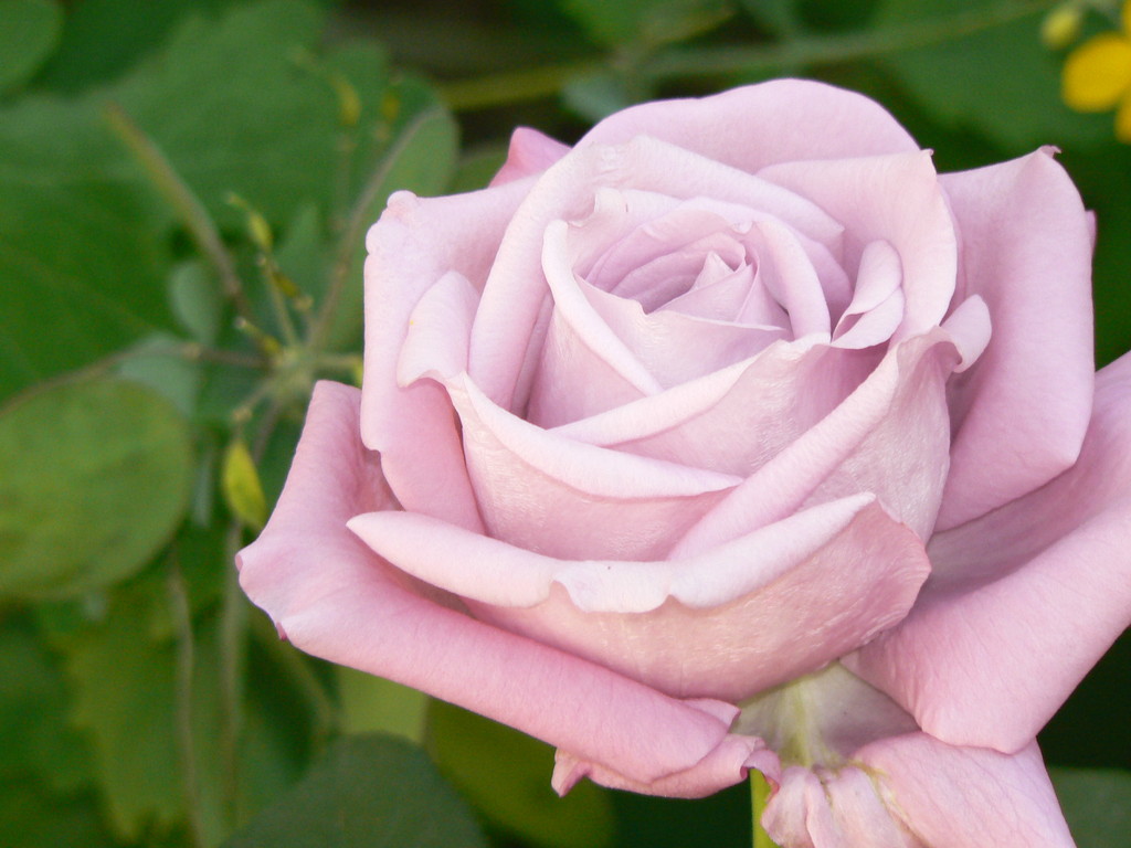 Pour l'amour d'une rose, le jardinier devient l'esclave de mille épines ...