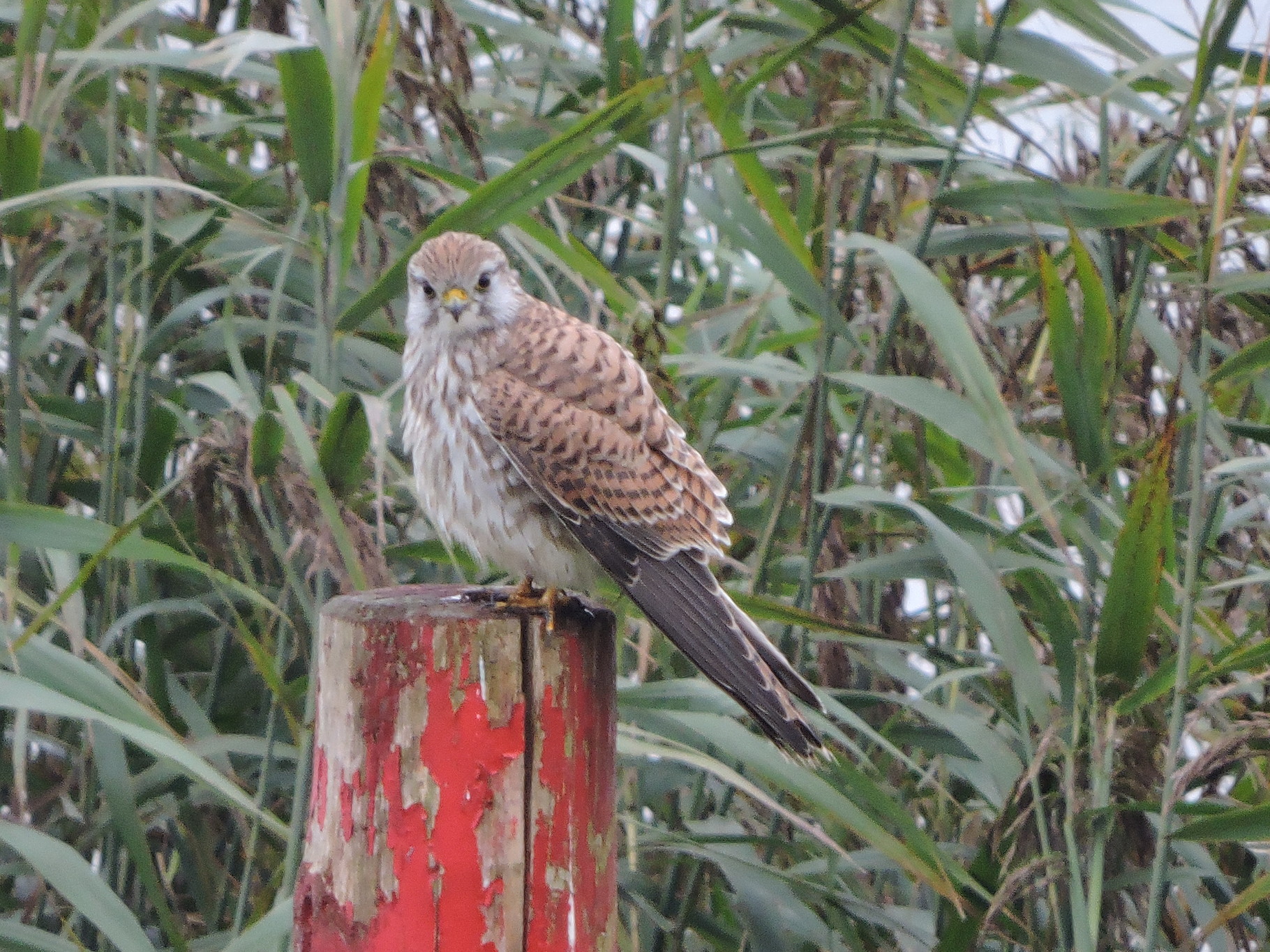 Torenvalk - 100 birds