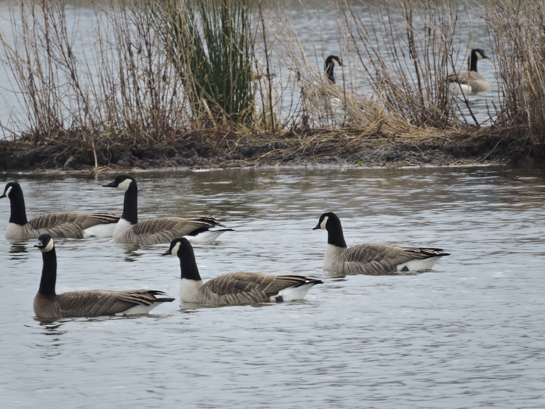 Grote Canadese Gans - 100 birds