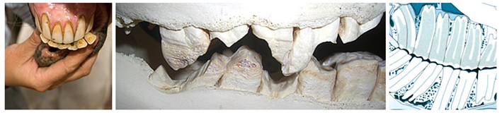 Das Pferdegebiss - Fritz Rosenberg Pferdedentalpraktiker