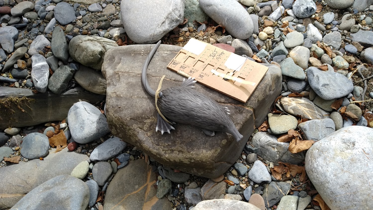 Mieux connaitre de desman avec Life Desman - amis-foret-bager-oloron