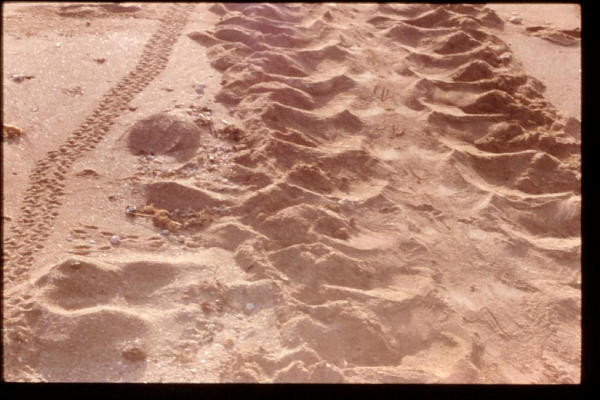 Natator depressus (flatback turtle) - seaturtlecourse vienna