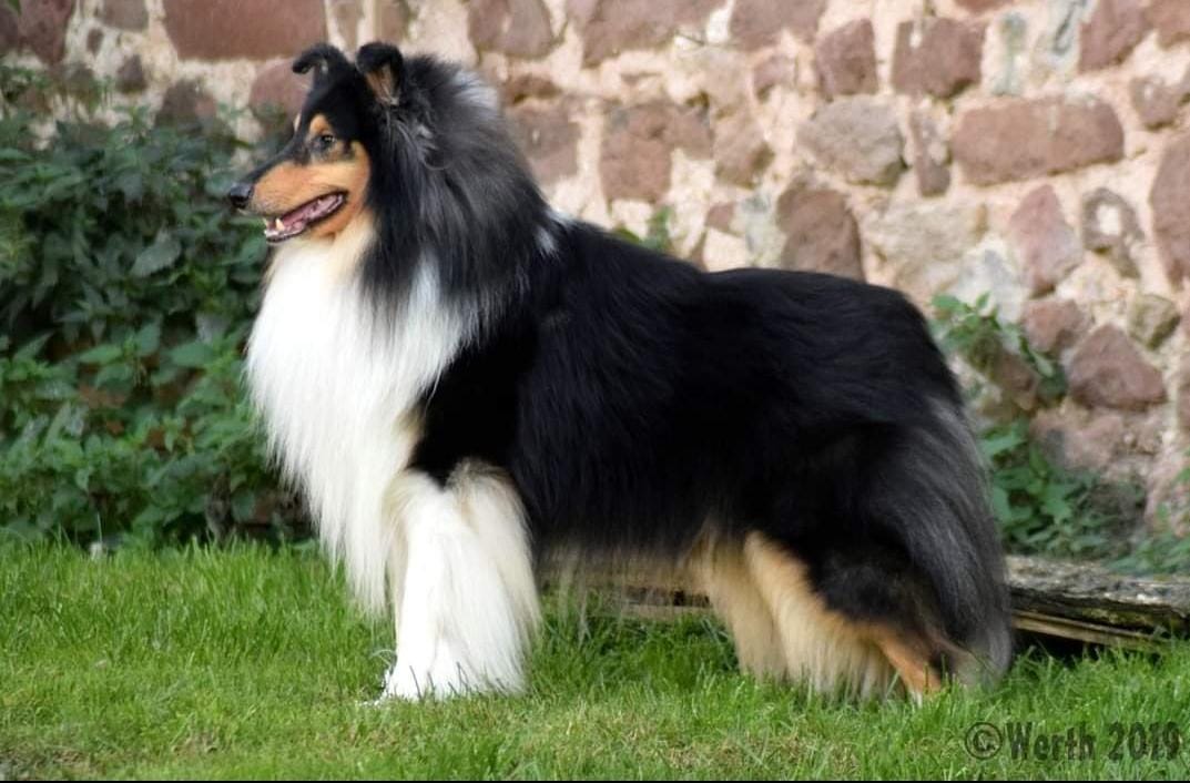 M-Wurf 07.07.2023 - collies-vom-wunderhaus Webseite!