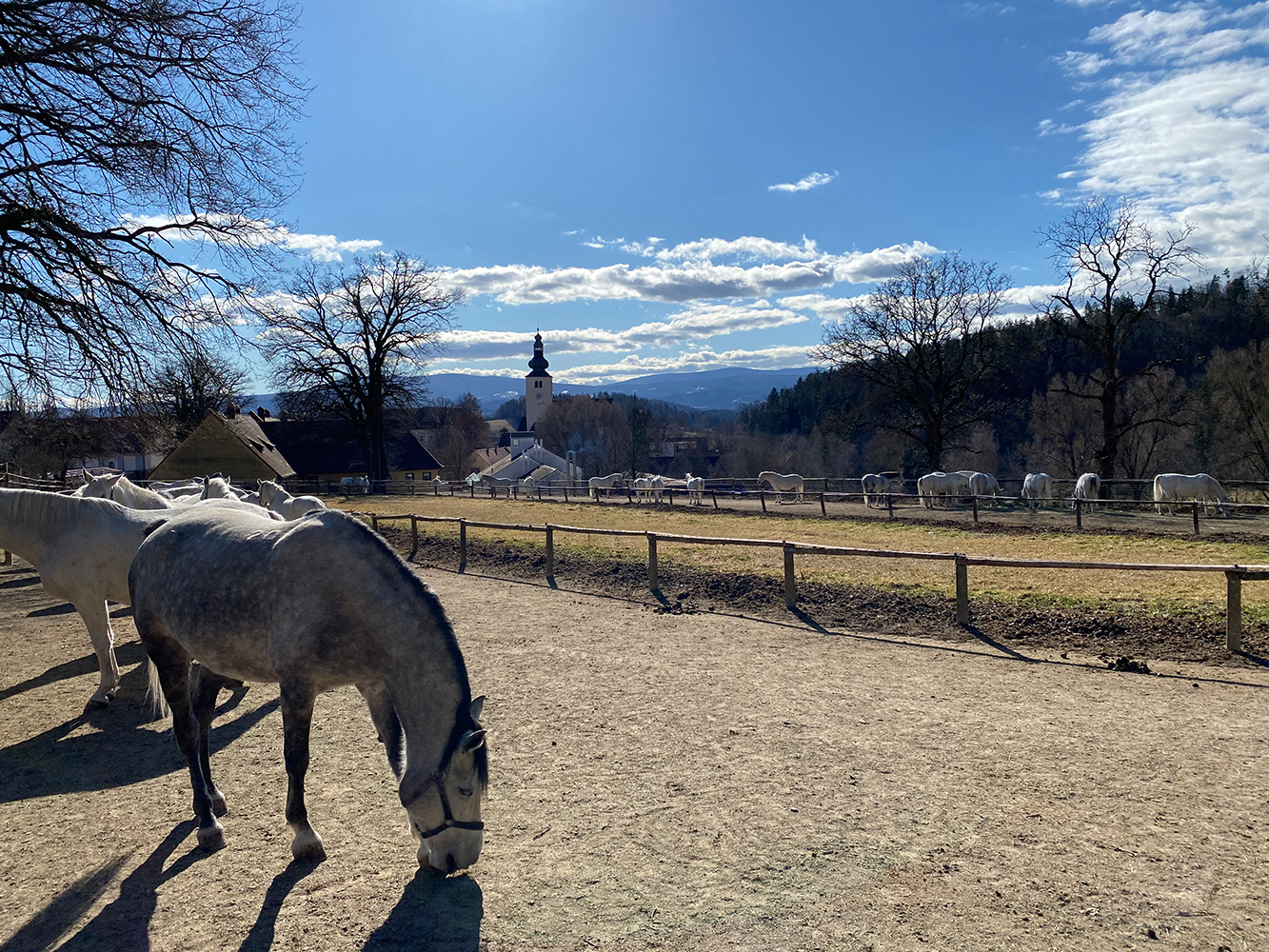 Rund um das Gestüt Piber - (Reise)Homepage von Kerstin & Helmut Käfer
