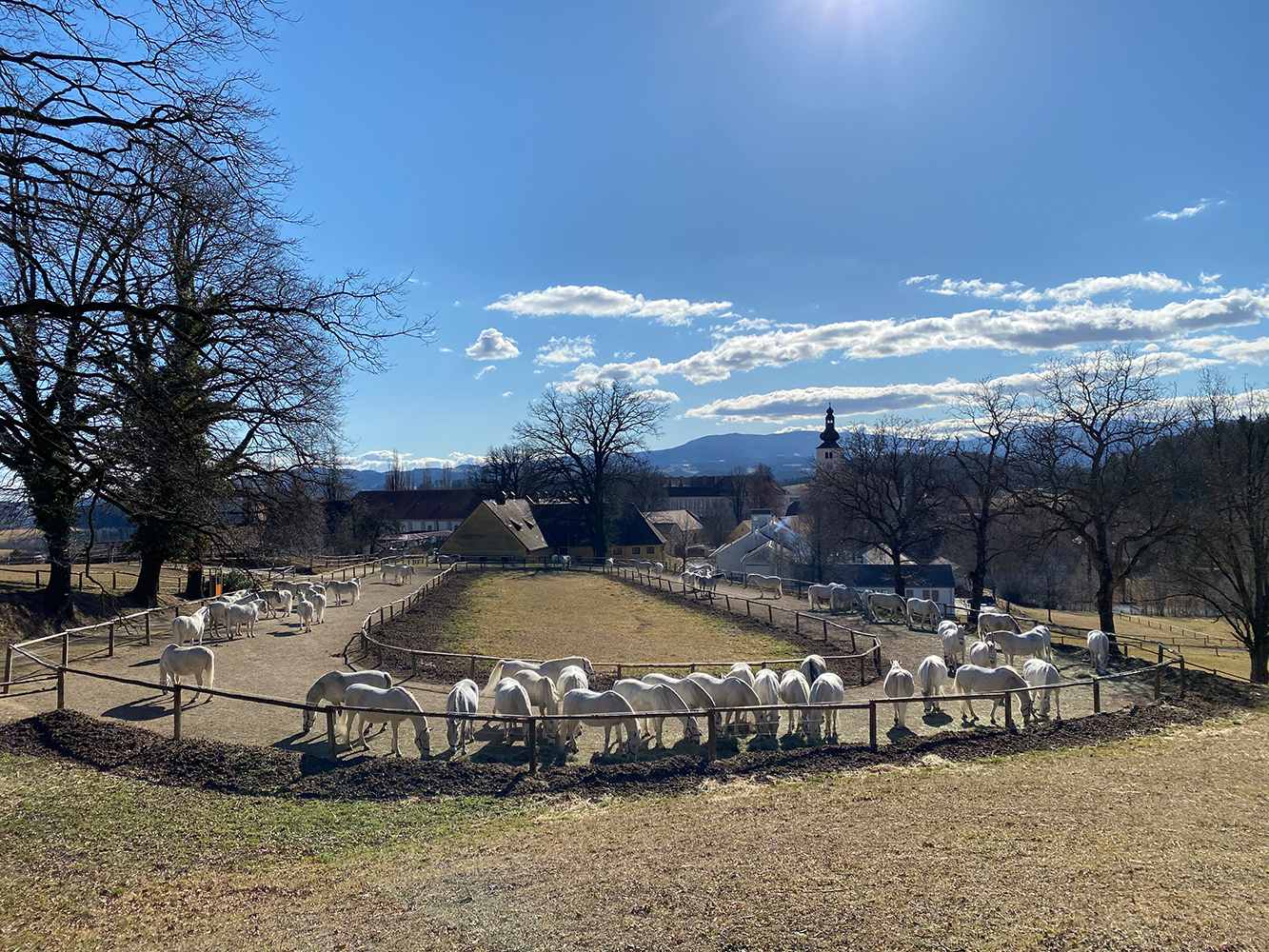 Rund um das Gestüt Piber - (Reise)Homepage von Kerstin & Helmut Käfer