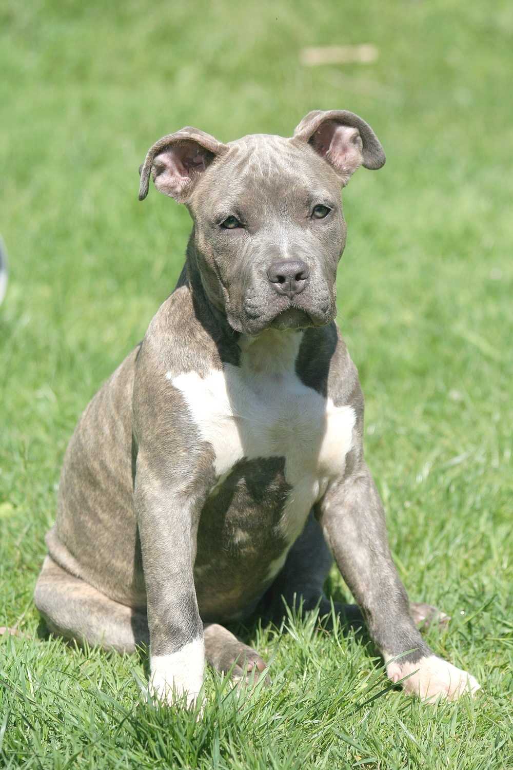 Dream Team Bully Nosyka - Site de elevageamericanbully