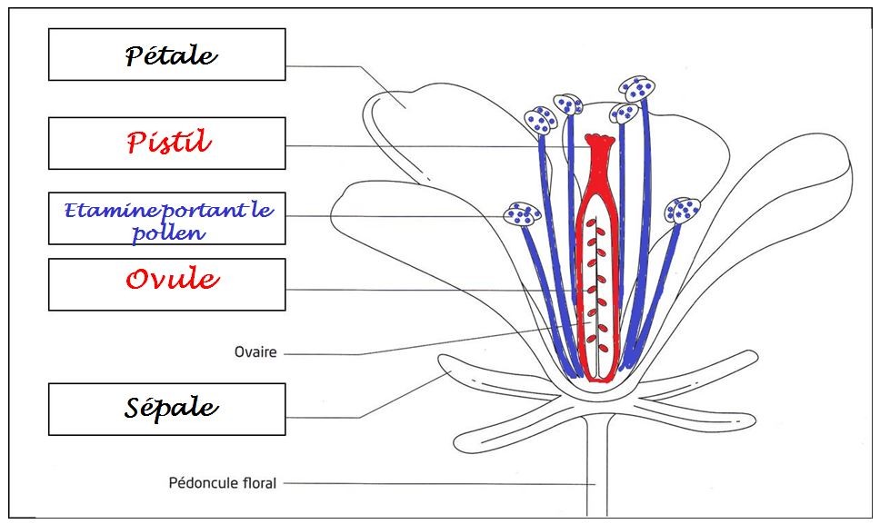 De la fleur au fruit - Site de svtsaintcoeur