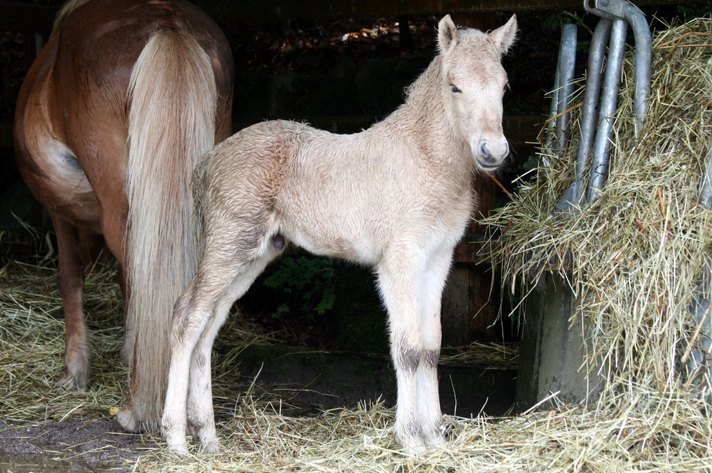 Fohlen - Islandpferde Röschbacherhof