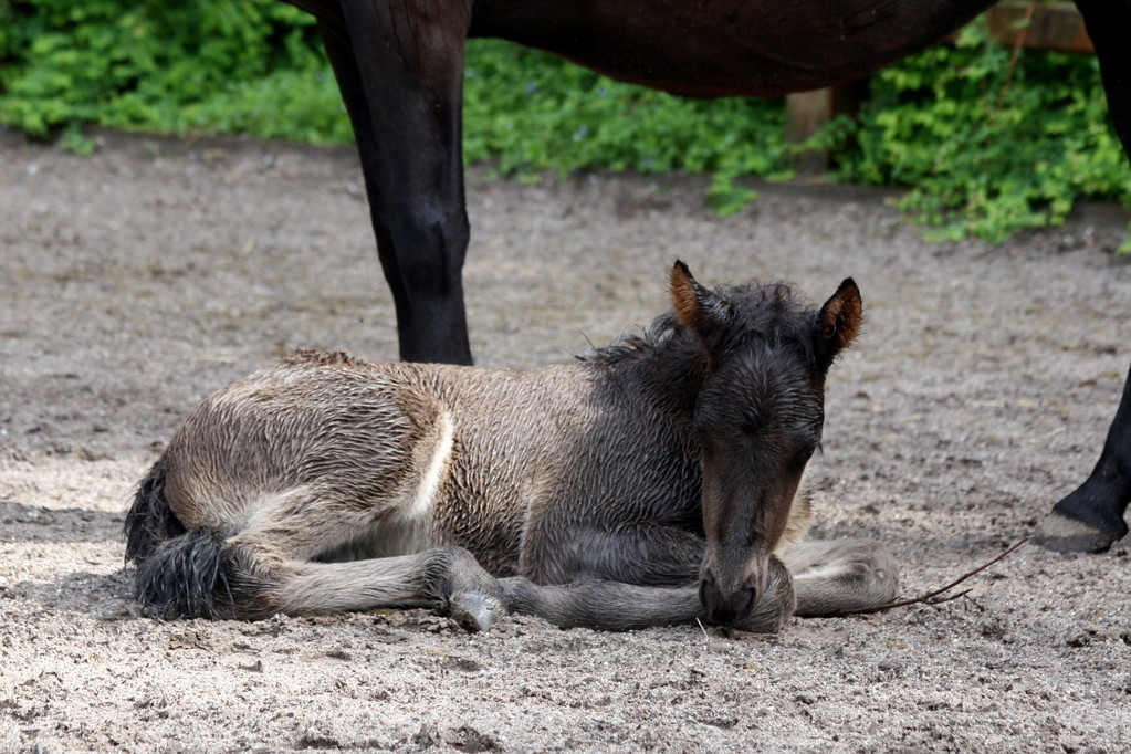 Fohlen - Islandpferde Röschbacherhof