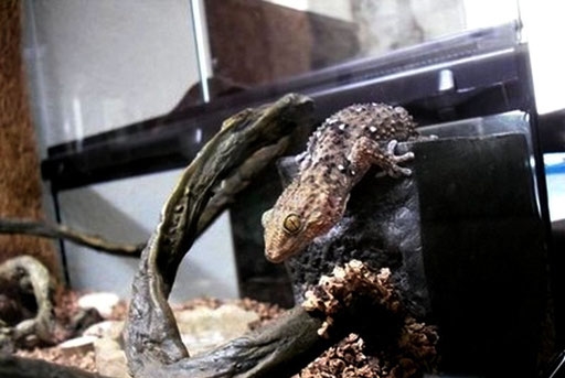 Pachydactylus turneri - Site Jimdo de shadows-passion!