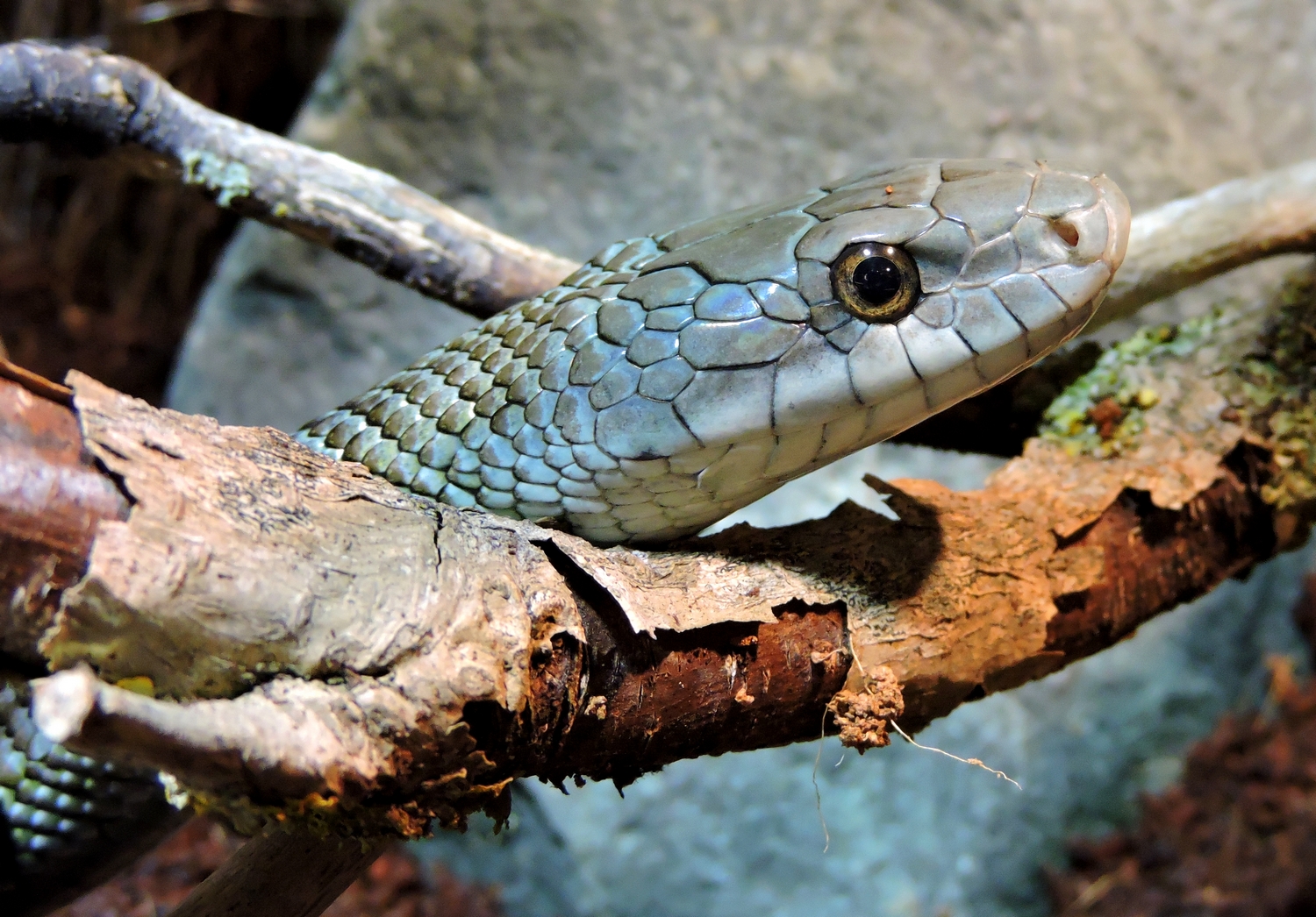 La vision et son rôle - Site Jimdo de shadows-passion!