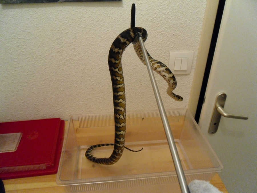 Le Crochet et Pince de contention - Site Jimdo de shadows-passion!