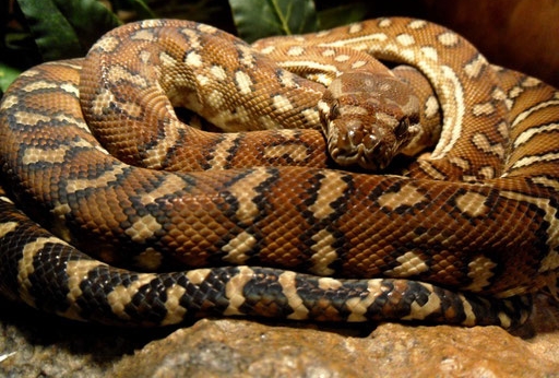 Morelia bredli - Site Jimdo de shadows-passion!