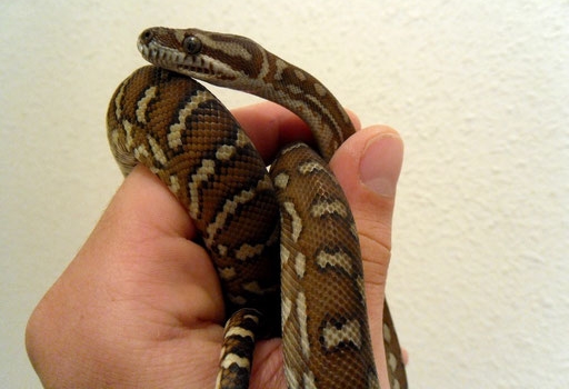 Morelia bredli - Site Jimdo de shadows-passion!