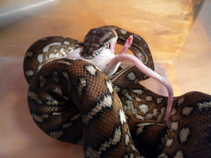 Morelia bredli - Site Jimdo de shadows-passion!