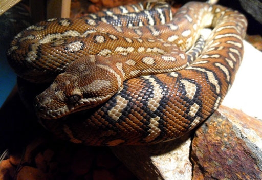 Morelia bredli - Site Jimdo de shadows-passion!