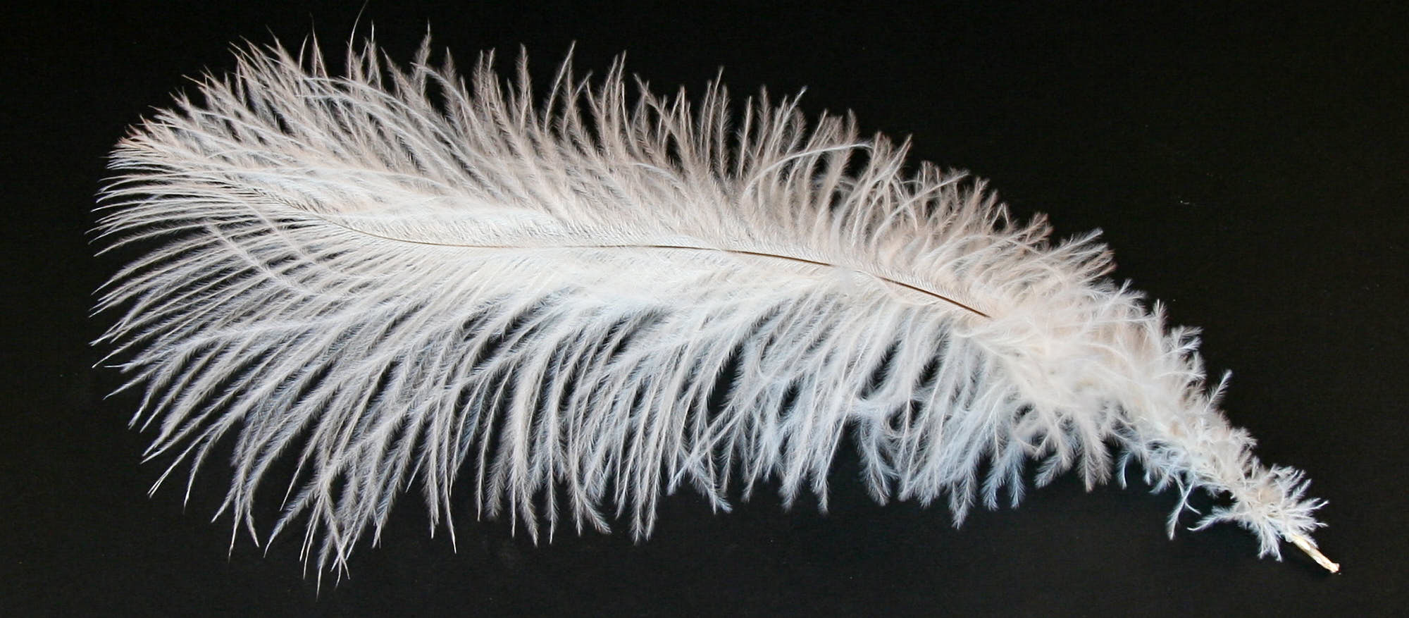 Federn - naturform.ch