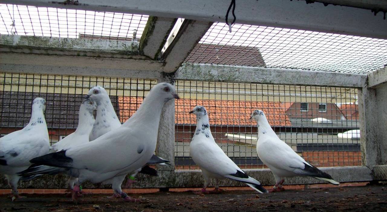 Zuchttauben 2019 - Wiener Hochflugtauben