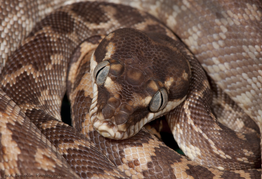 18 des serpents les plus rares au monde - Site de naturamagnifica