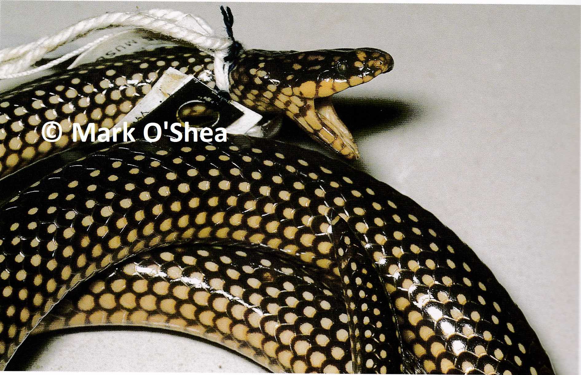 18 des serpents les plus rares au monde - Site de naturamagnifica