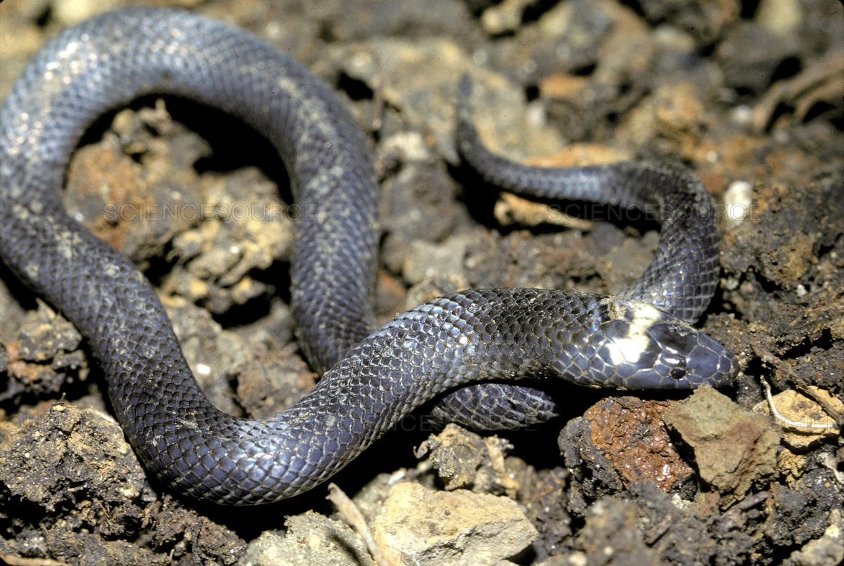 18 des serpents les plus rares au monde - Site de naturamagnifica