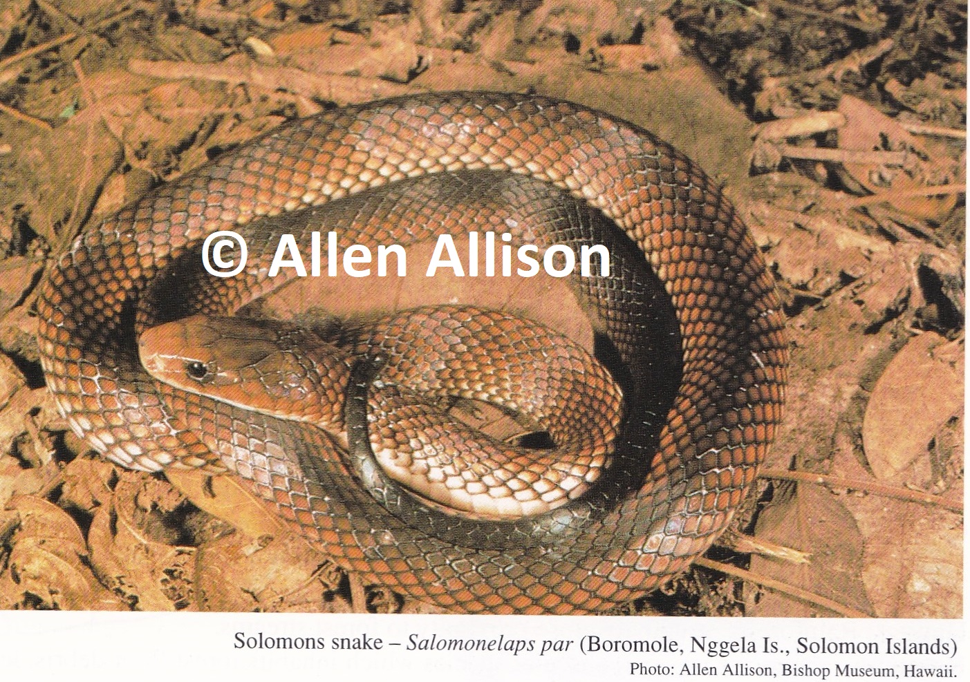 18 des serpents les plus rares au monde - Site de naturamagnifica