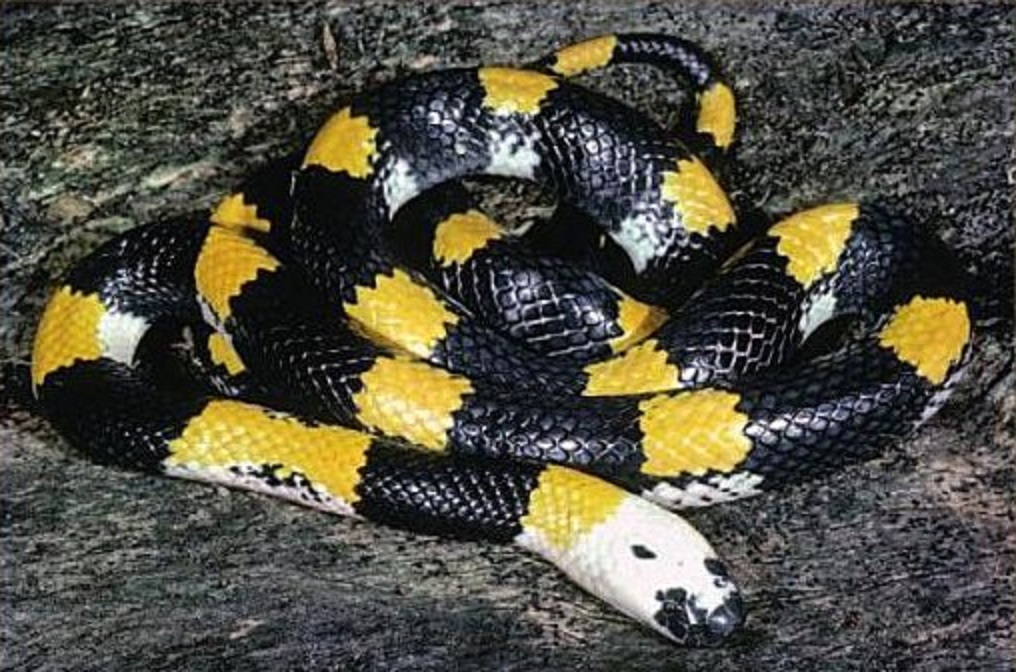 18 des serpents les plus rares au monde - Site de naturamagnifica